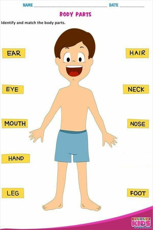 Body Part.1. Interactive worksheet | TopWorksheets