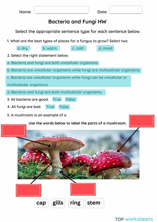 Bacteria and Fungi. Interactive worksheet | TopWorksheets