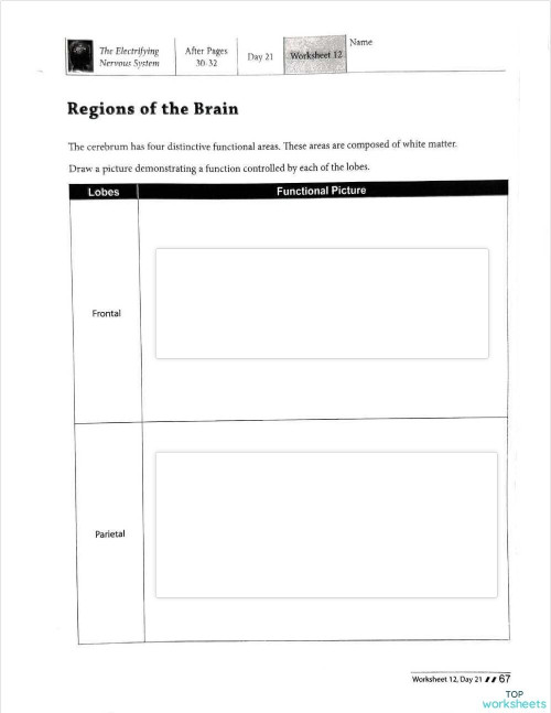 Worksheet 12: Regions of the Brain Pg 67-68. Interactive worksheet ...