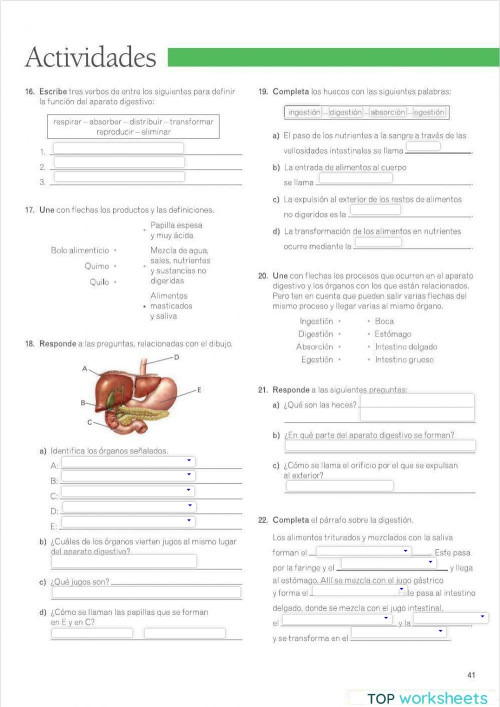Función del aparato digestivo. Ficha interactiva | TopWorksheets