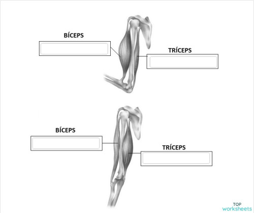 Músculos Del Cuerpo Humano Ficha Interactiva Topworksheets