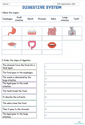 Year 4 Science - Digestive System II. Interactive worksheet | TopWorksheets
