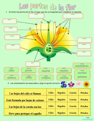 Las partes de la flor . Ficha interactiva | TopWorksheets