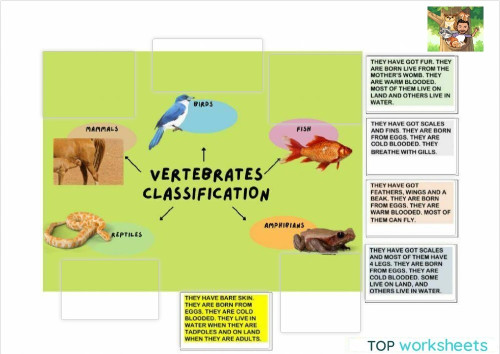 Vertebrates characteristics (Copia). Interactive worksheet | TopWorksheets