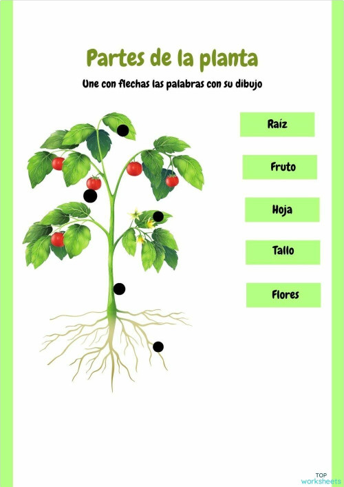 Partes de la planta. Ficha interactiva | TopWorksheets