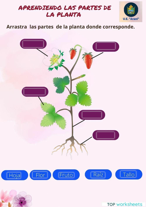Partes de la planta. Ficha interactiva | TopWorksheets