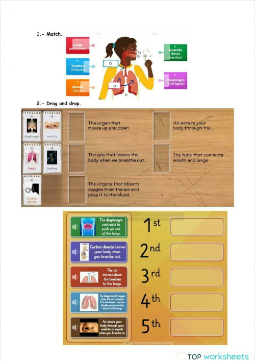 The Respiratory System. Interactive worksheet | TopWorksheets