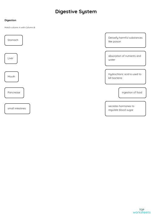Digestive System. Interactive worksheet | TopWorksheets