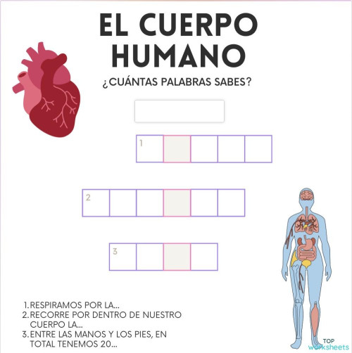 el crucigrama del cuerpo. Ficha interactiva | TopWorksheets