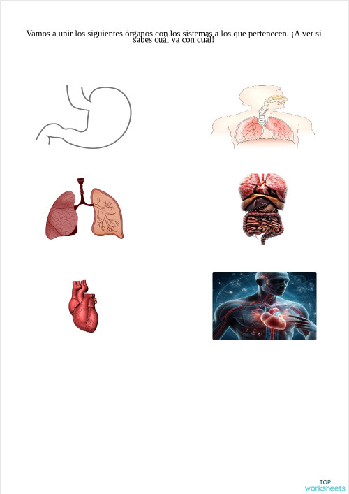 Conociendo nuestros órganos y sus sistemas. Ficha interactiva ...