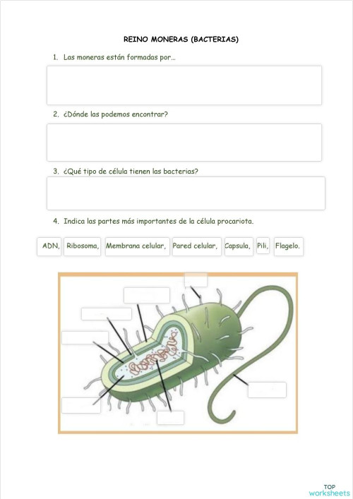 REINO DE LAS MONERAS. Ficha interactiva | TopWorksheets