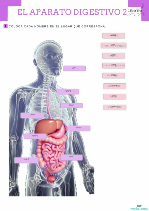 Aparato digestivo. Ficha interactiva | TopWorksheets