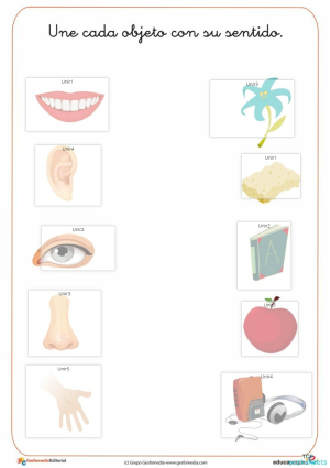 los sentidos. Ficha interactiva | TopWorksheets
