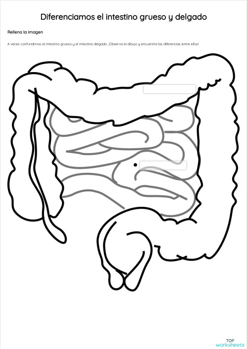 Diferenciamos el intestino grueso y delgado. Ficha interactiva ...