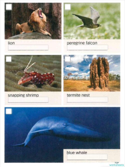 Activity 3. Interactive worksheet | TopWorksheets
