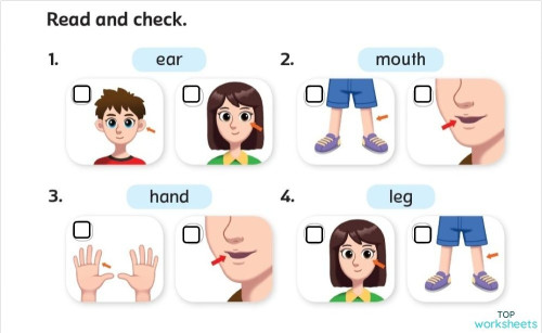 I have two eyes. Interactive worksheet | TopWorksheets