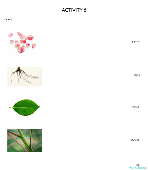 ACTIVITY 6. Interactive worksheet | TopWorksheets