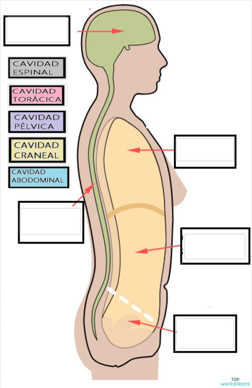 CAVIDADES DEL CUERPO HUMANO. Ficha interactiva | TopWorksheets