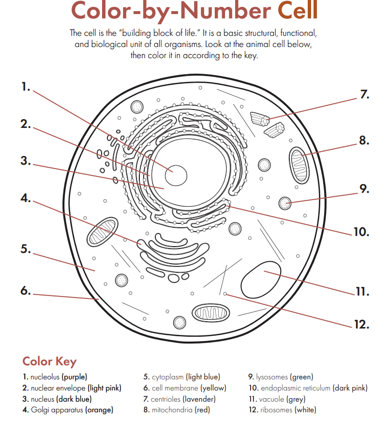 Cell Types & Structure. Interactive worksheet | TopWorksheets