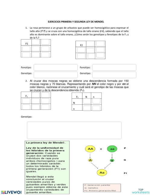 EJERCICIOS PRIMERA LEY DE MENDEL. Ficha interactiva | TopWorksheets