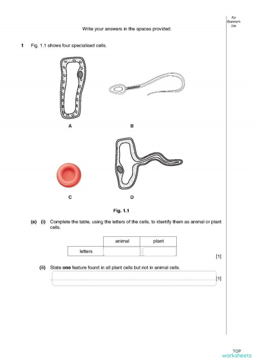 Differentiated Exercise 2. Interactive worksheet | TopWorksheets