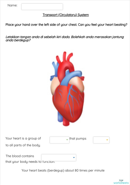 Year 4 Science - Transport System. Interactive worksheet | TopWorksheets