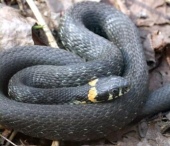 Tyrinėju augalus ir gyvūnus.. Interactive worksheet | TopWorksheets