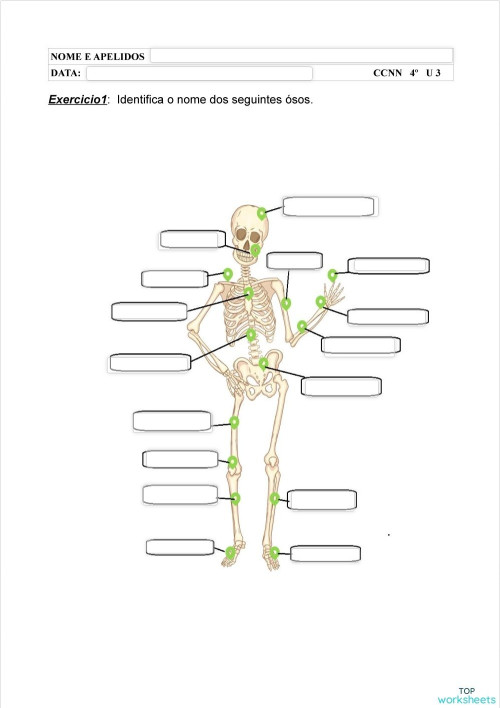 Conociendo nuestro esqueleto. Ficha interactiva | TopWorksheets