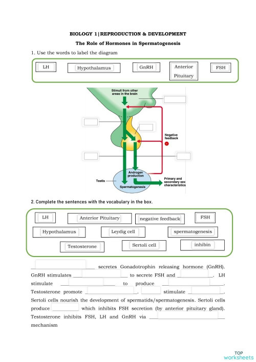 Role of hormones in spermatogenesis. Interactive worksheet | TopWorksheets