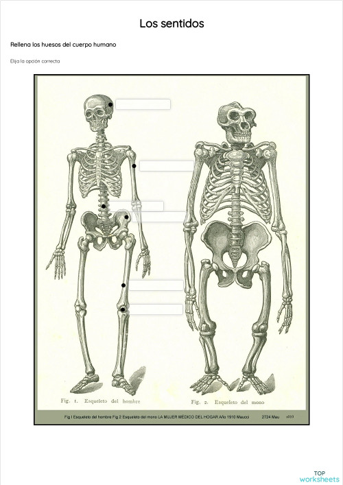 Actividad 6. Los huesos. Ficha interactiva | TopWorksheets