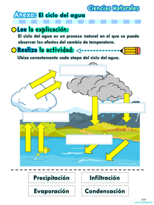El ciclo del agua. Ficha interactiva | TopWorksheets