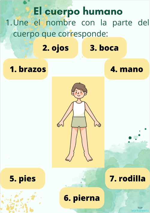 Partes Del Cuerpo Ficha Interactiva Topworksheets