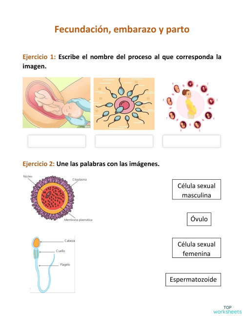 Fecundación, embarazo y parto. Ficha interactiva | TopWorksheets
