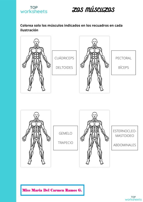 LOS MÚSCULOS. Ficha interactiva | TopWorksheets