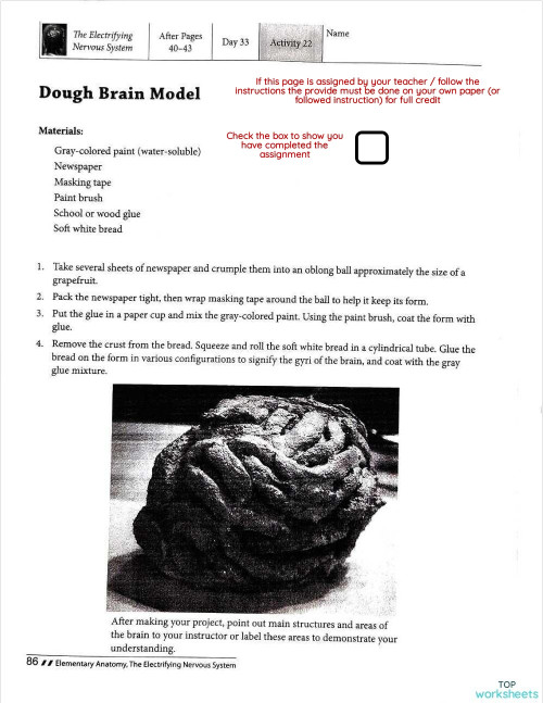 Activity 22: Dough Brain Model Pg 86. Interactive worksheet | TopWorksheets