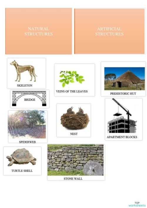 TYPES OF STRUCTURES 1. Ficha interactiva | TopWorksheets