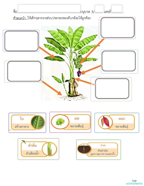 Interactive Worksheet TopWorksheets interactive-worksheet-topworksheets