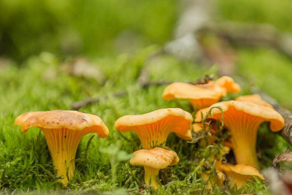 METSAS KASVAVAD SEENED. Interactive worksheet | TopWorksheets