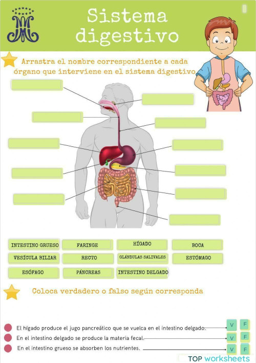 Ficha De Actividad El Sistema Digestivo Twinkl - Vrogue.co Ficha De Actividad El Sistema Digestivo Twinkl - Vrogue.co