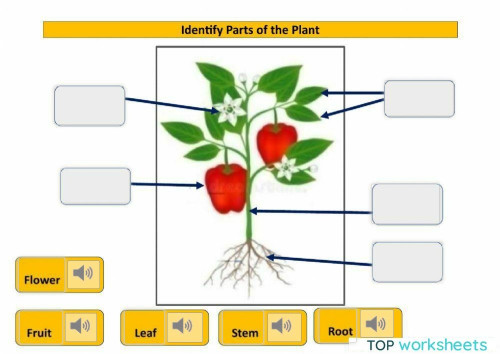 Identify part of the plants. Interactive worksheet | TopWorksheets