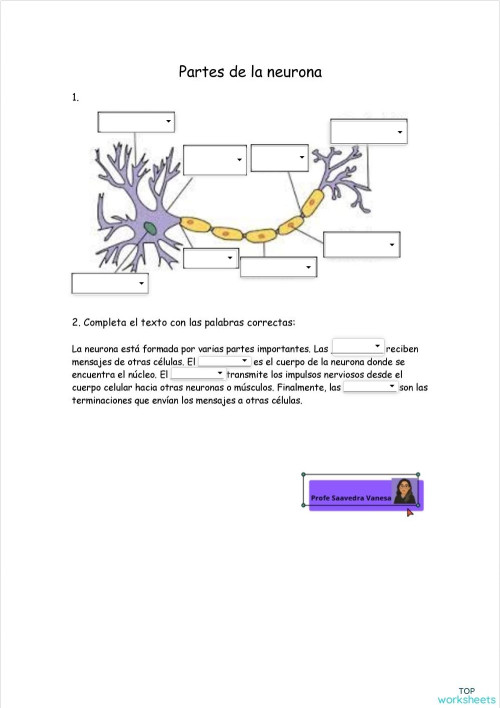 Partes de la neurona. Ficha interactiva | TopWorksheets