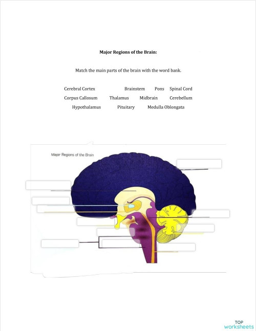 Pg 28: Major Regions of the Brain Pg 32: Lobes. Interactive worksheet ...