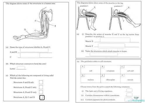 Skeleton and Joints PPQ. Interactive worksheet | TopWorksheets