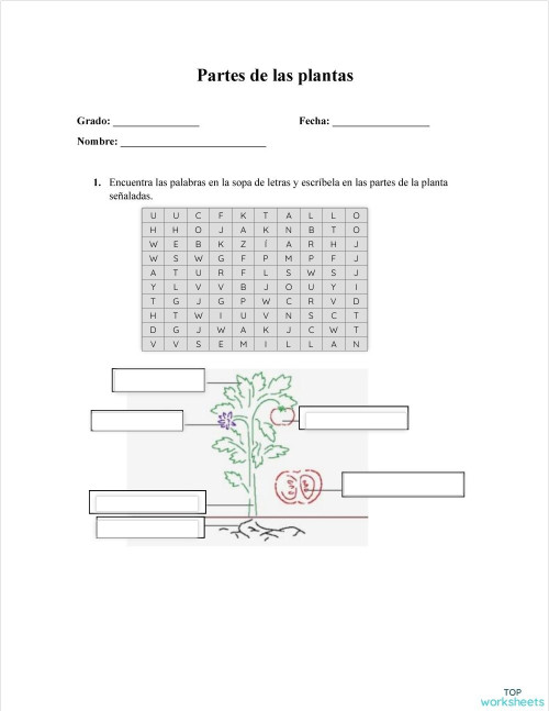 Partes de las plantas. Ficha interactiva | TopWorksheets