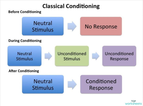 Classical conditioning worksheet. Interactive worksheet | TopWorksheets