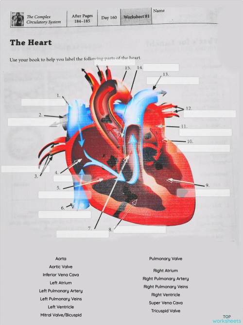 The Heart: Pg 314 Worksheet 81: The Complex Circulatory System ...