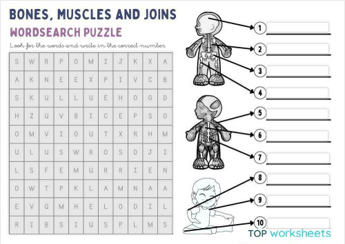 Bones, muscles and joints. Interactive worksheet | TopWorksheets