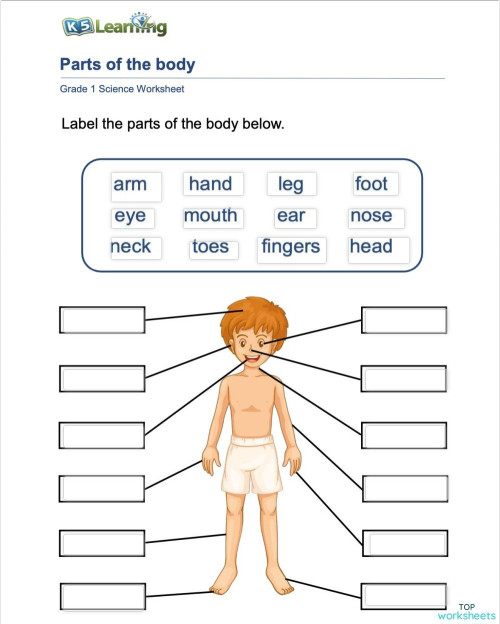 parts of the body. Interactive worksheet | TopWorksheets