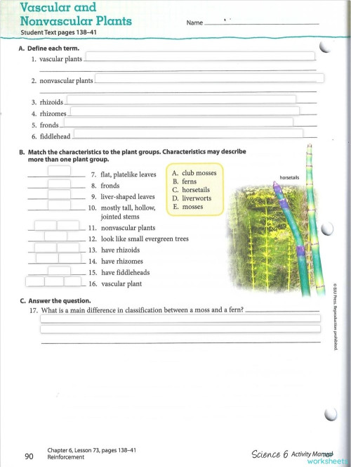 Plant Classification: interactive worksheets and online exercises ...