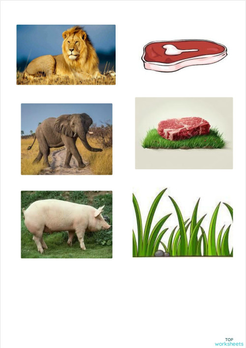 Actividad 10. Animales carnívoros, herbívoros y omnívoros. Ficha ...